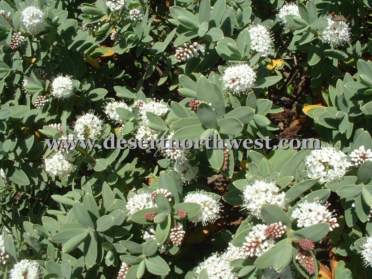 Desert Northwest Plant Profile Hebe Albicans