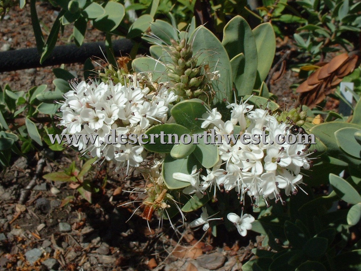 Desert Northwest Plant Profile Hebe Albicans